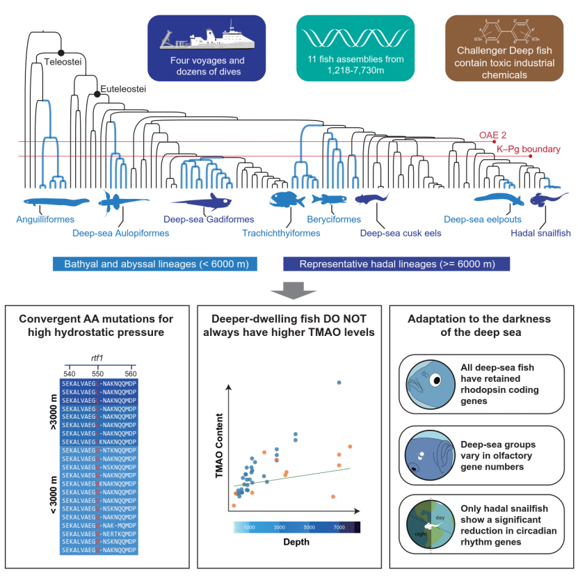 Decoding Deep-Sea Fish Genomes: Revealing How Vertebrates Conquered ...